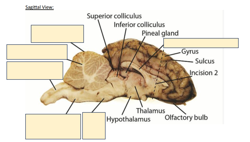 Solved Label each box with its corresponding name of part of | Chegg.com