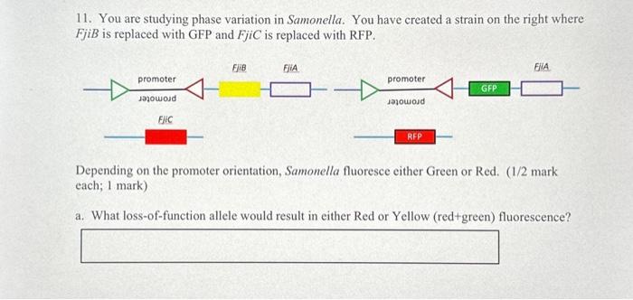 Solved 11. You are studying phase variation in Samonella. | Chegg.com