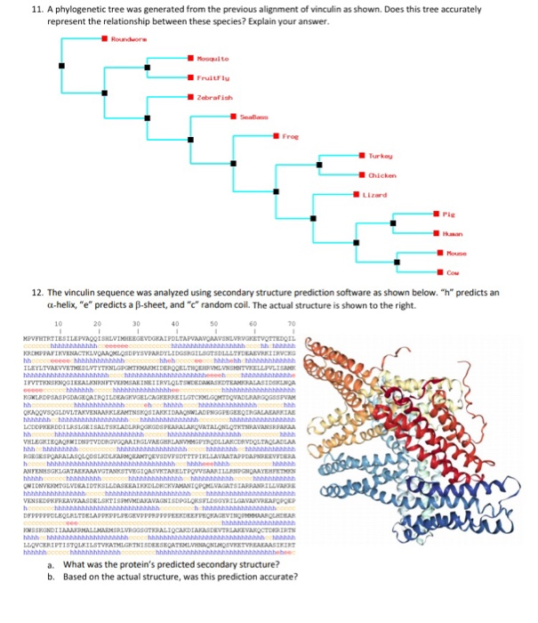 11. A phylogenetic tree was generated from the | Chegg.com