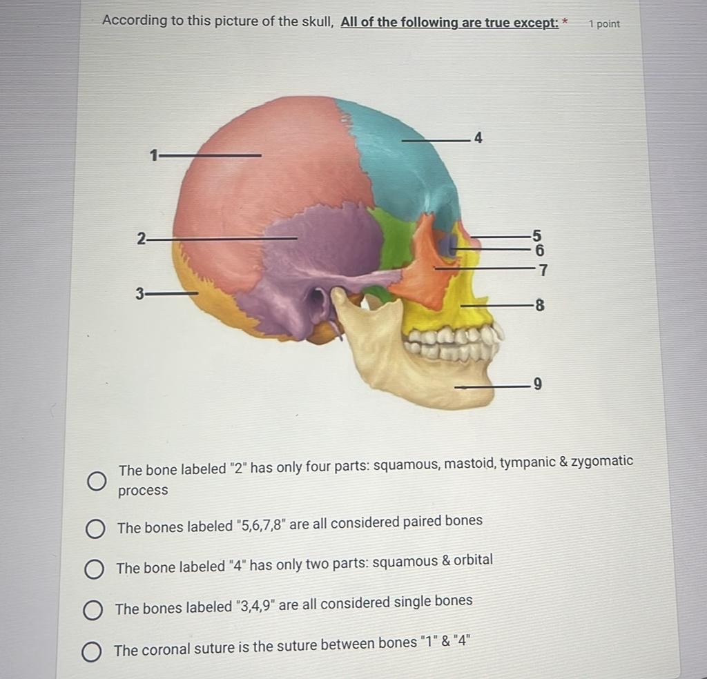 Solved According to this picture of the skull, All of the | Chegg.com