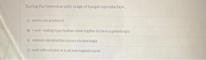 Solved During the heterokaryotic stage of fungal | Chegg.com