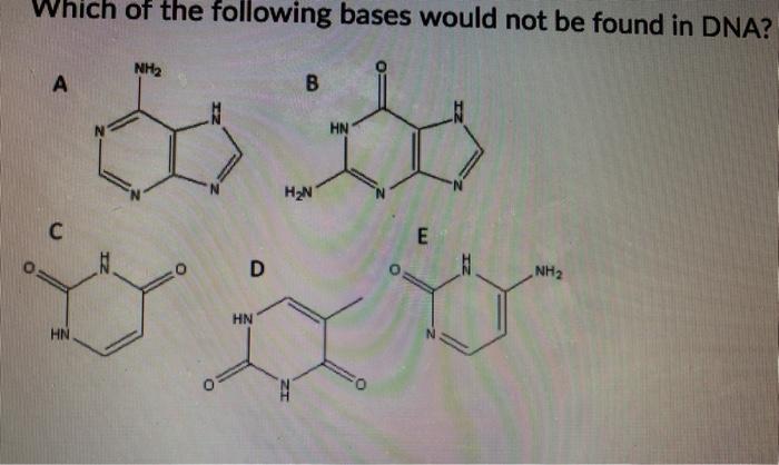 Solved Which of the following bases would not be found in | Chegg.com