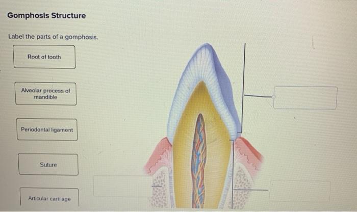 Solved Gomphosis Structure Label the parts of a gomphosis. | Chegg.com