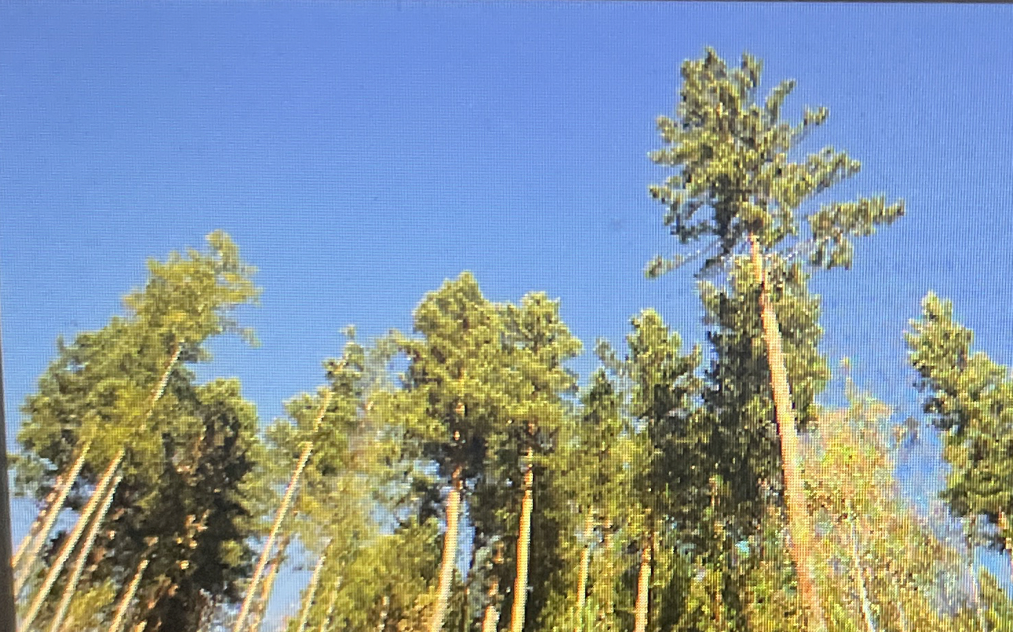 Solved What adaptations allow these evergreen fern plans to | Chegg.com