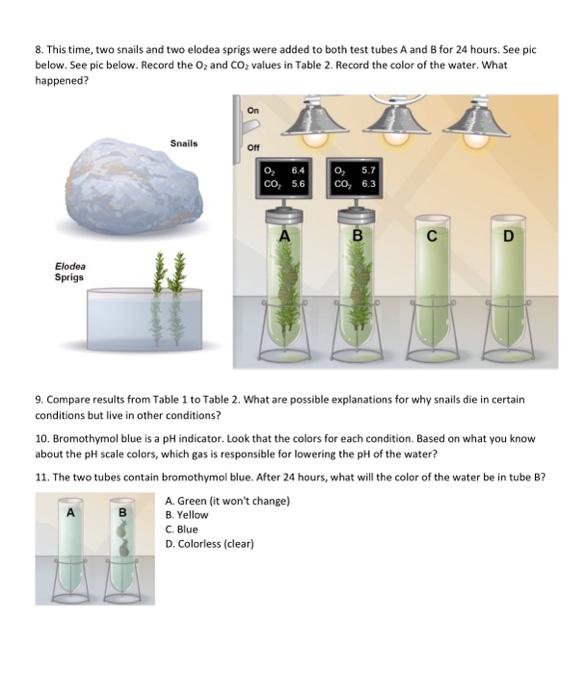 Respiration: Snail Lab Objective: In this lab, you | Chegg.com
