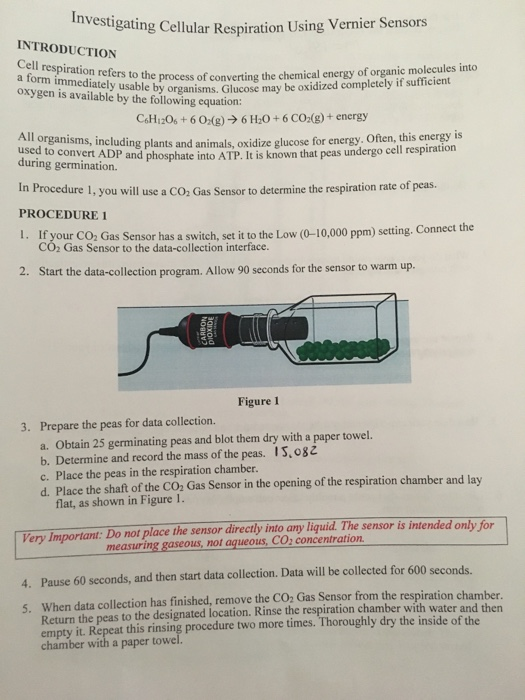 Investigating Cellular Respiration Using Vernier | Chegg.com