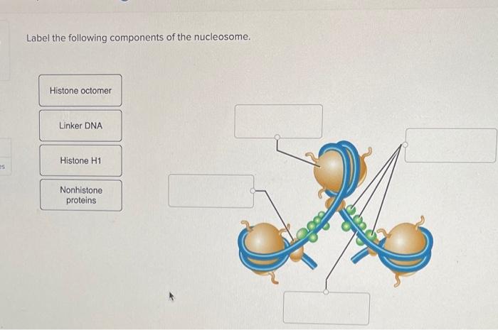 Solved Label the following components of the nucleosome. | Chegg.com