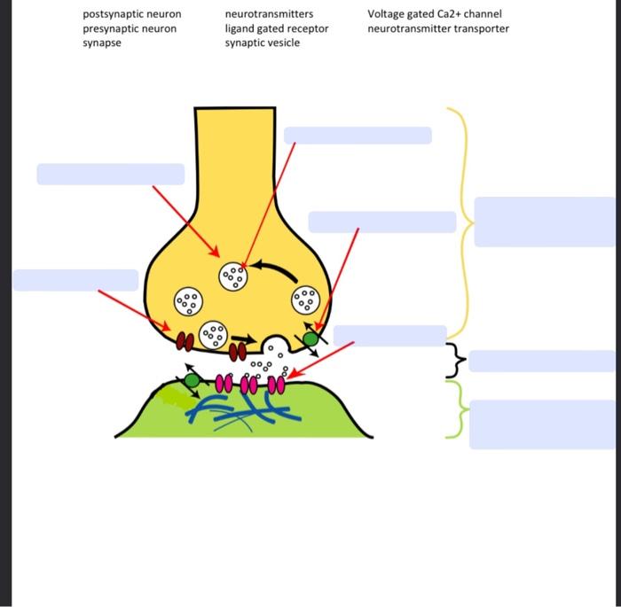 Solved postsynaptic neuron presynaptic neuron synapse | Chegg.com