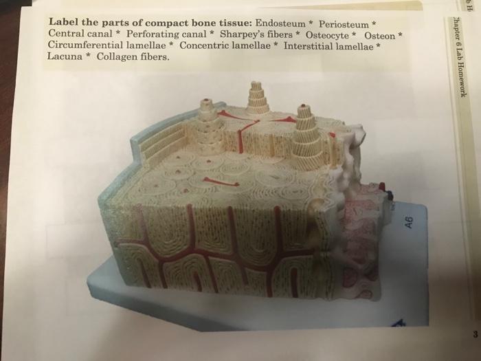 Solved Label the parts of compact bone tissue: Endosteum * | Chegg.com