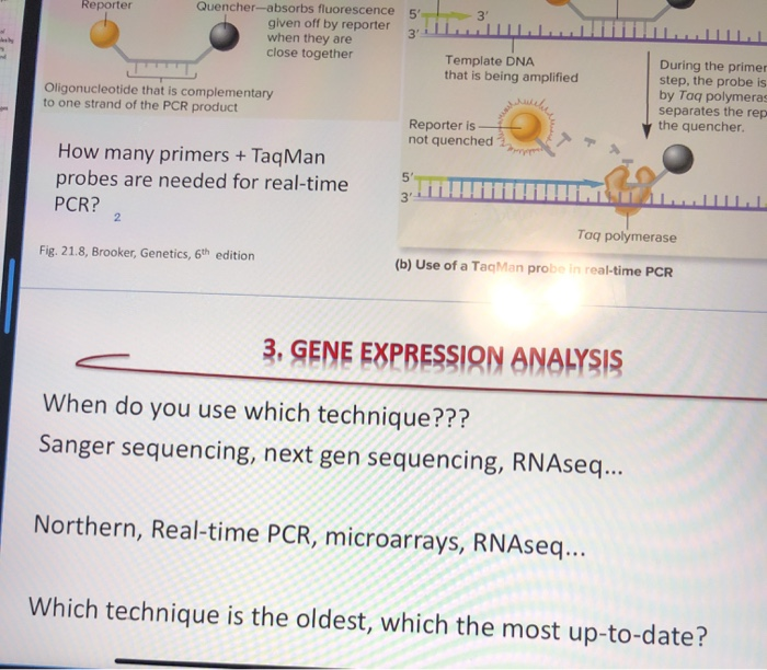 Solved Reporter 3 ' Quencher-absorbs fluorescence 5' given | Chegg.com