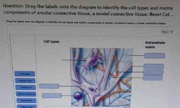 Solved Question: Drag the labels onto the diagram to | Chegg.com