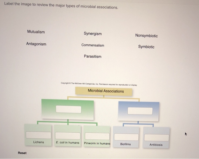 Solved Label the image to review the major types of | Chegg.com