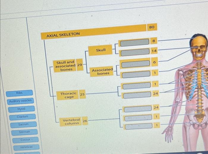 Solved AXIAL SKELETON 80 ) | Chegg.com