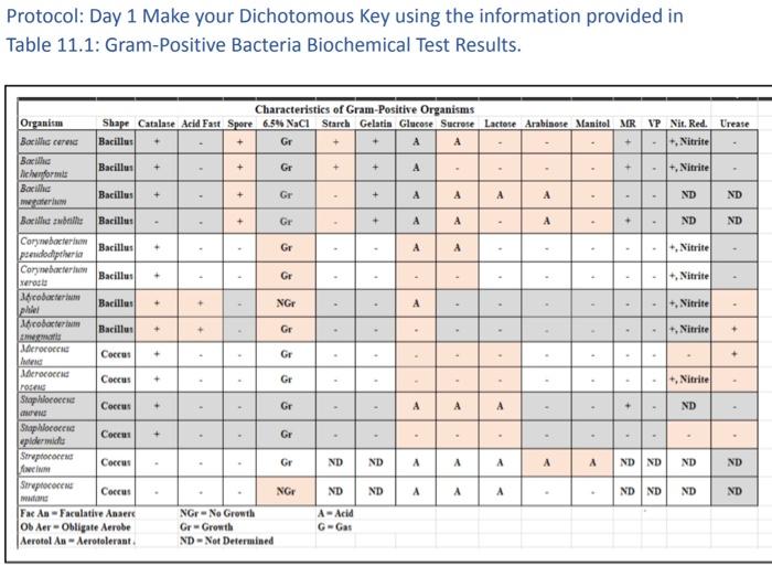 Solved Protocol: Day 1 Make your Dichotomous Key using the | Chegg.com