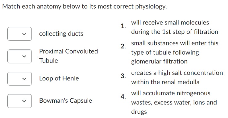 Solved Match each anatomy below to its most correct | Chegg.com