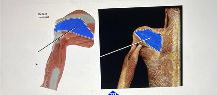 Solved structure is highlighted and indicated by the leader | Chegg.com