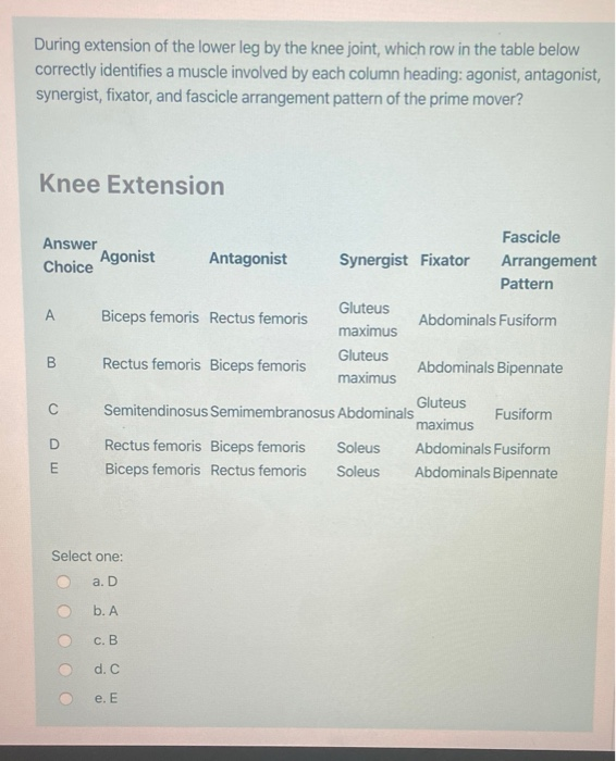 Solved During extension of the lower leg by the knee joint, | Chegg.com