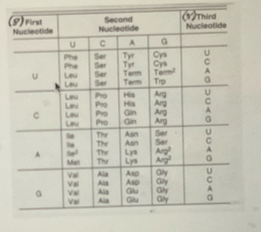 Solved Please use the attached Genetic Code table. Ignore | Chegg.com