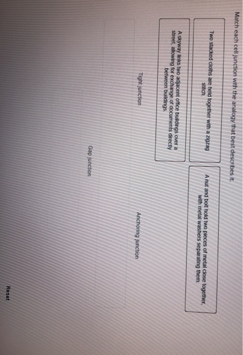 Solved Match each cell Junction with the analogy that best | Chegg.com