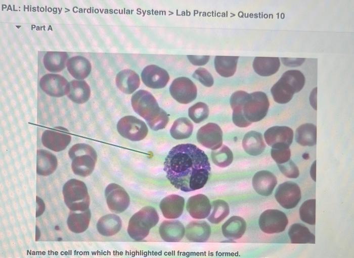 Solved Name The Cell From Which The Highlighted Cell Chegg