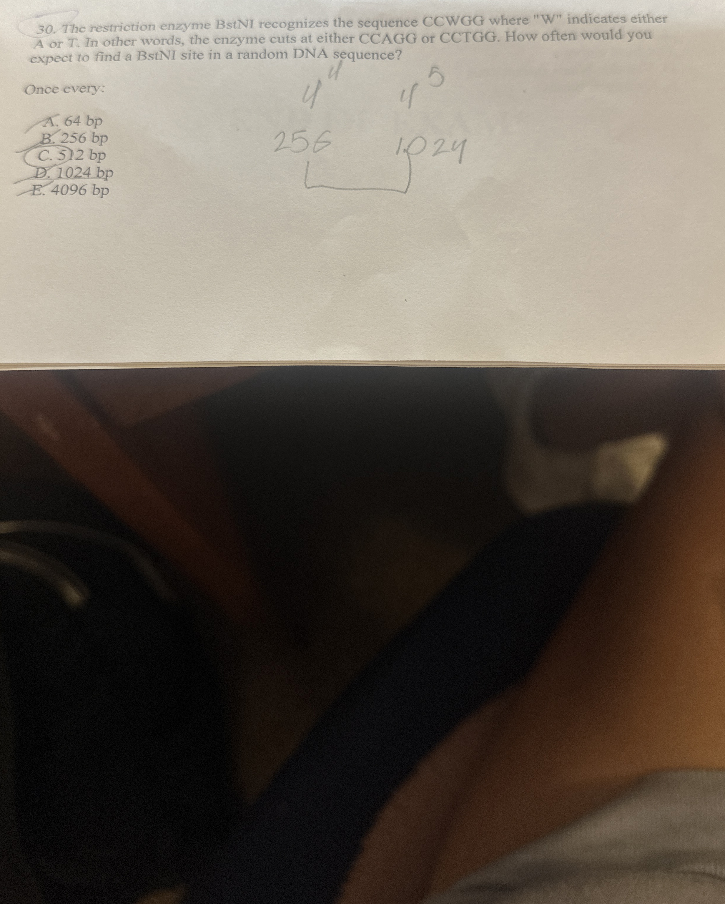 Solved The restriction enzyme BstNI recognizes the sequence | Chegg.com