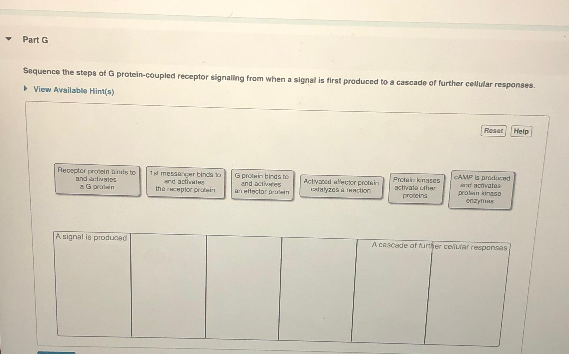 Solved Part GSequence the steps of G ﻿protein-coupled | Chegg.com