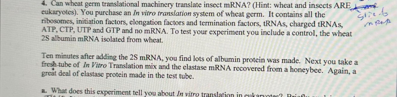 Solved Can wheat germ translational machinery translate | Chegg.com