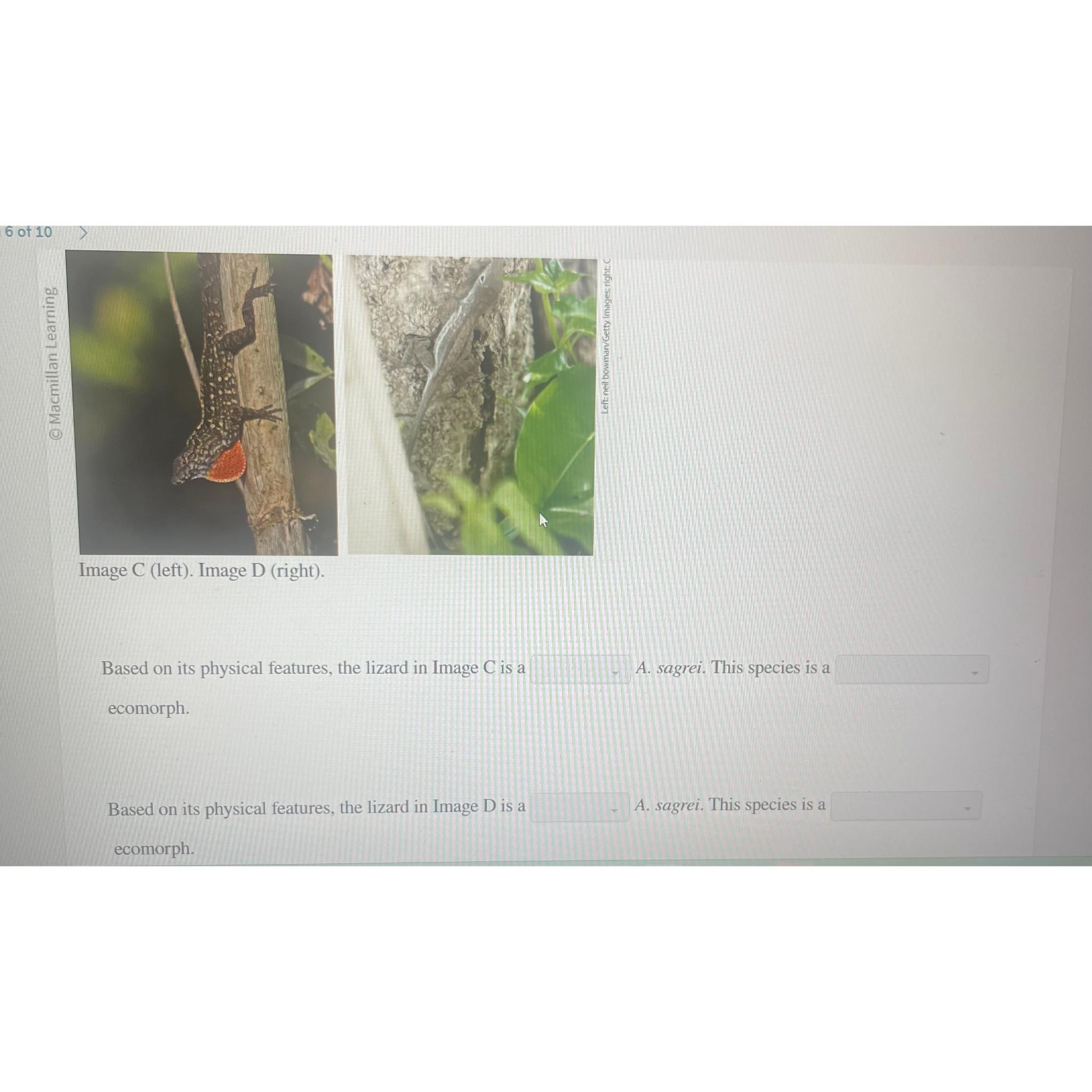 Image C (lett). ﻿Image D (right).Based on its | Chegg.com