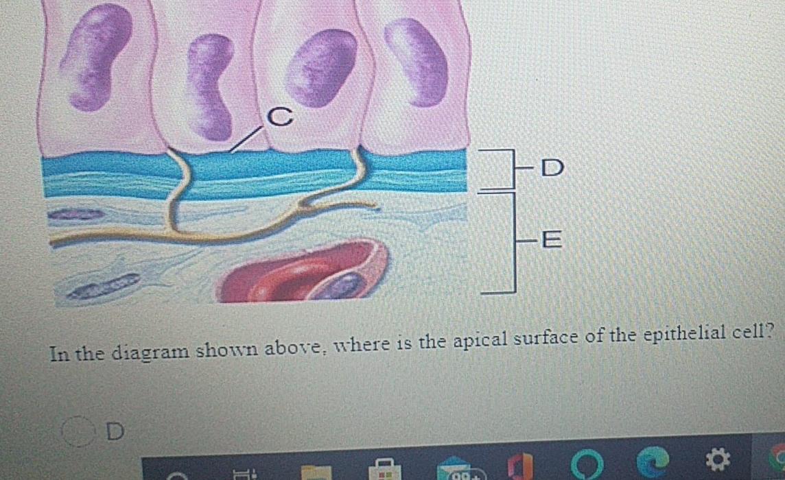 Solved -D In the diagram shown above, where is the apical | Chegg.com