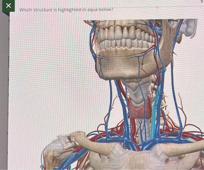 Which structure is highlighted in aqua below? | Chegg.com