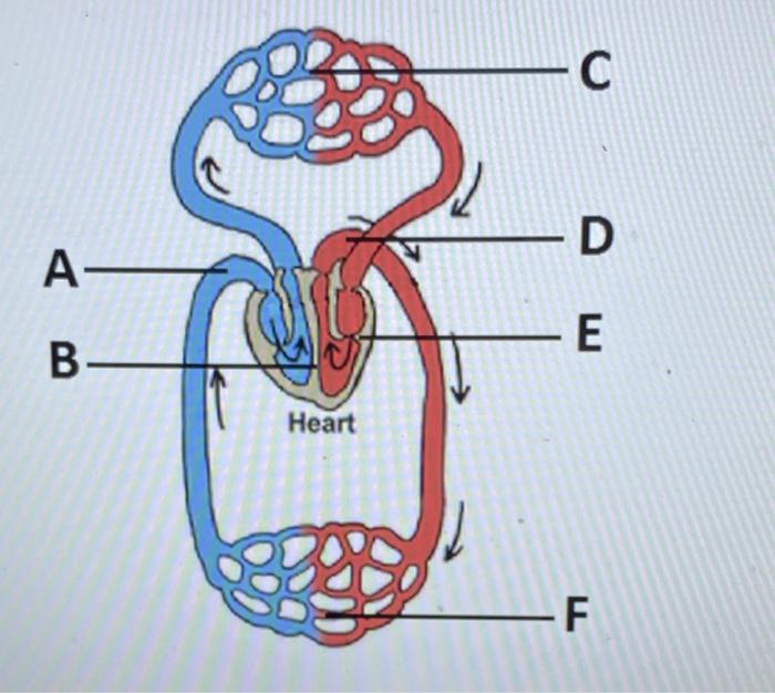 Circulatory System Unlabeled Diagram