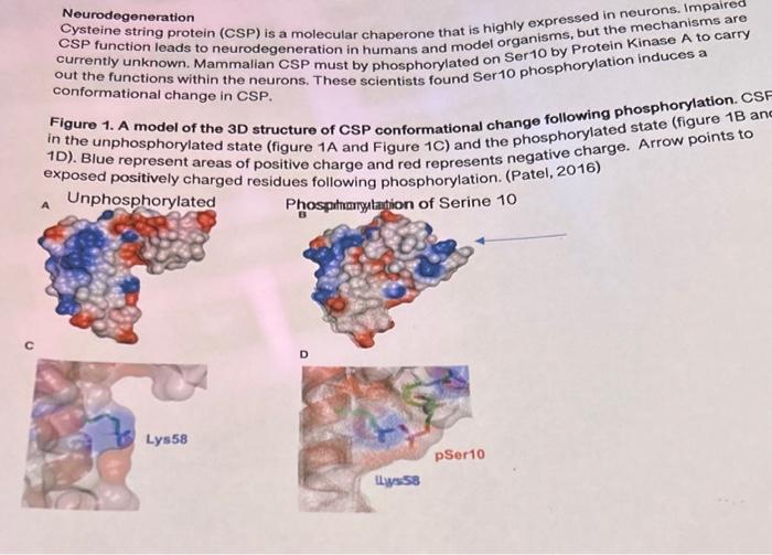 Solved These phosphorylation-induced effects result in | Chegg.com