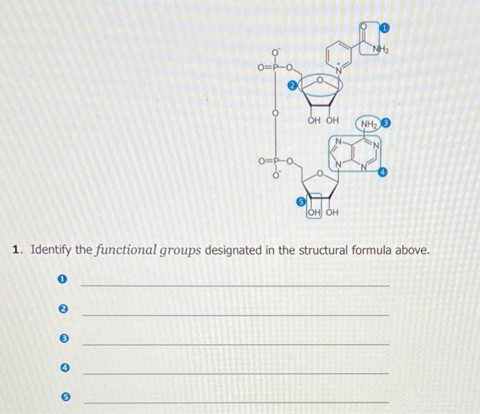 [Solved]: NH 0=P-0 OH OH O-P-0 [OH OH 1. Identify the funct