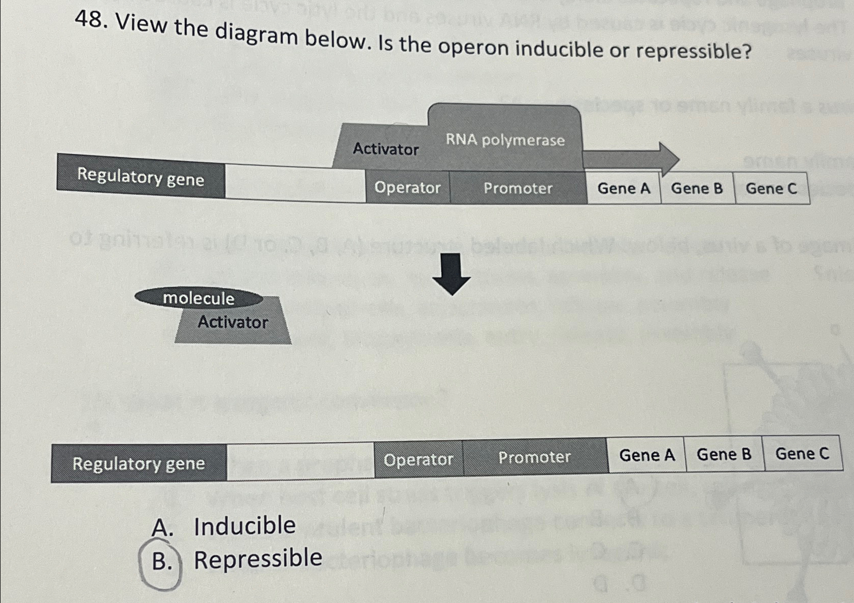 Solved View the diagram below. Is the operon inducible or | Chegg.com