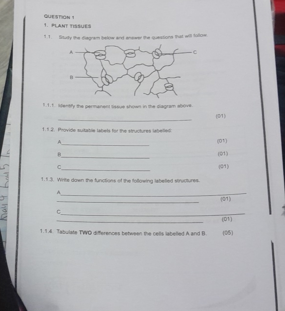 Solved QUESTION 1PLANT TISSUES1.1. ﻿Study the diagram below | Chegg.com