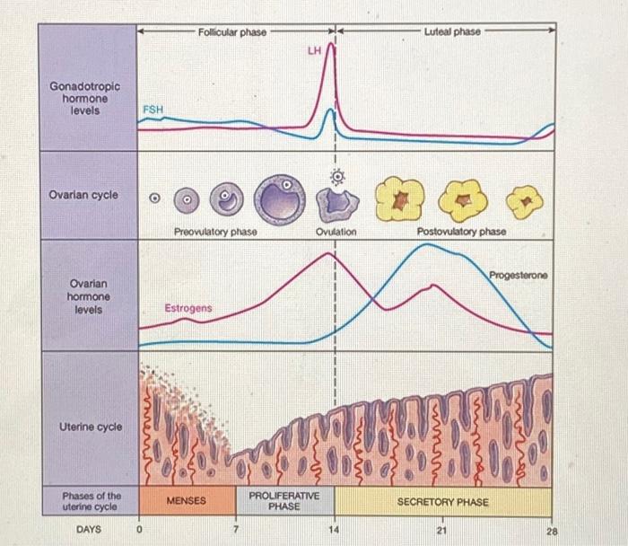 Solved Follicular phase Luteal phase LH Gonadotropic hormone | Chegg.com