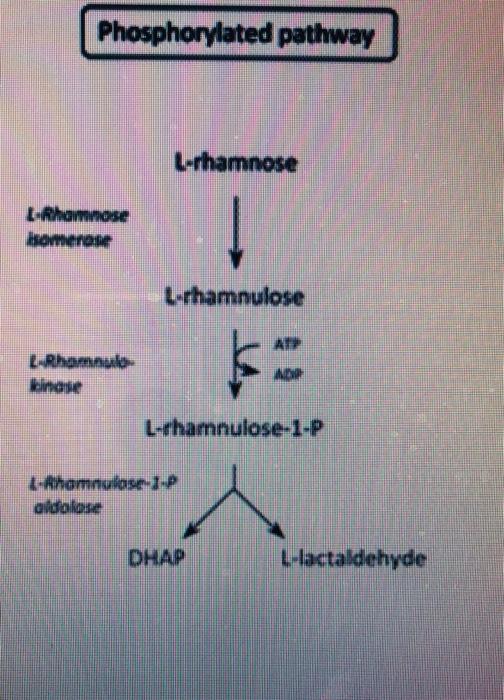 Solved Phosphorylated pathway I L-rhamnose L-Rhamnose | Chegg.com