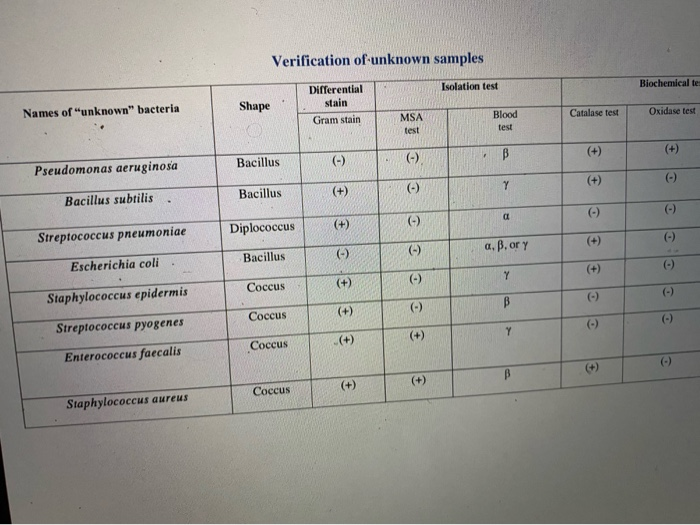 Solved Microbiology i have to answer which bacteria on the | Chegg.com