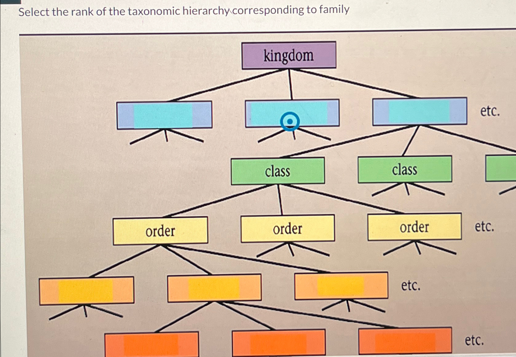 Solved Select the rank of the taxonomic | Chegg.com