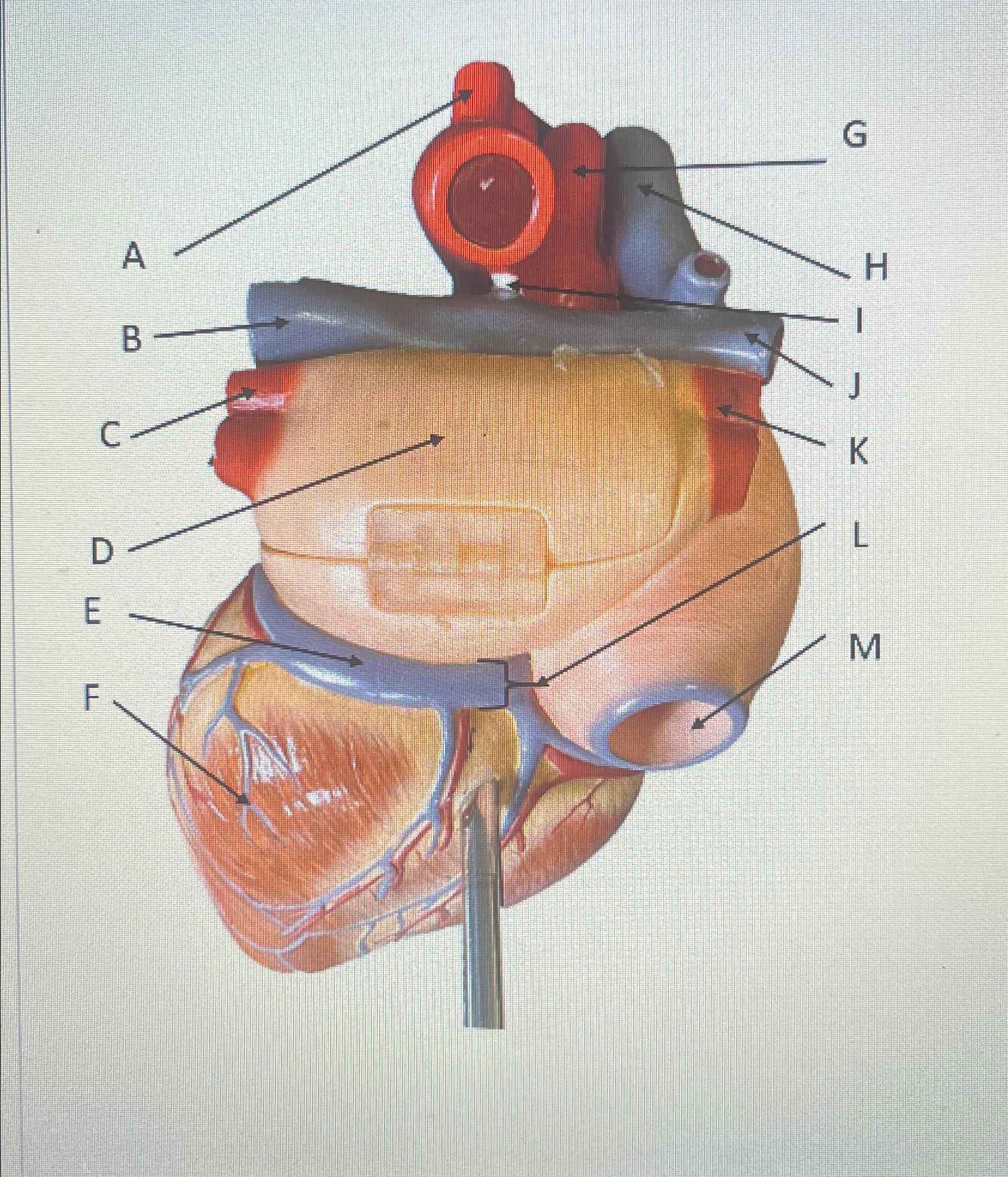 Solved Identify the chamber labeled DIdentify the blood | Chegg.com Solved Identify the chamber labeled DIdentify the blood | Chegg.com