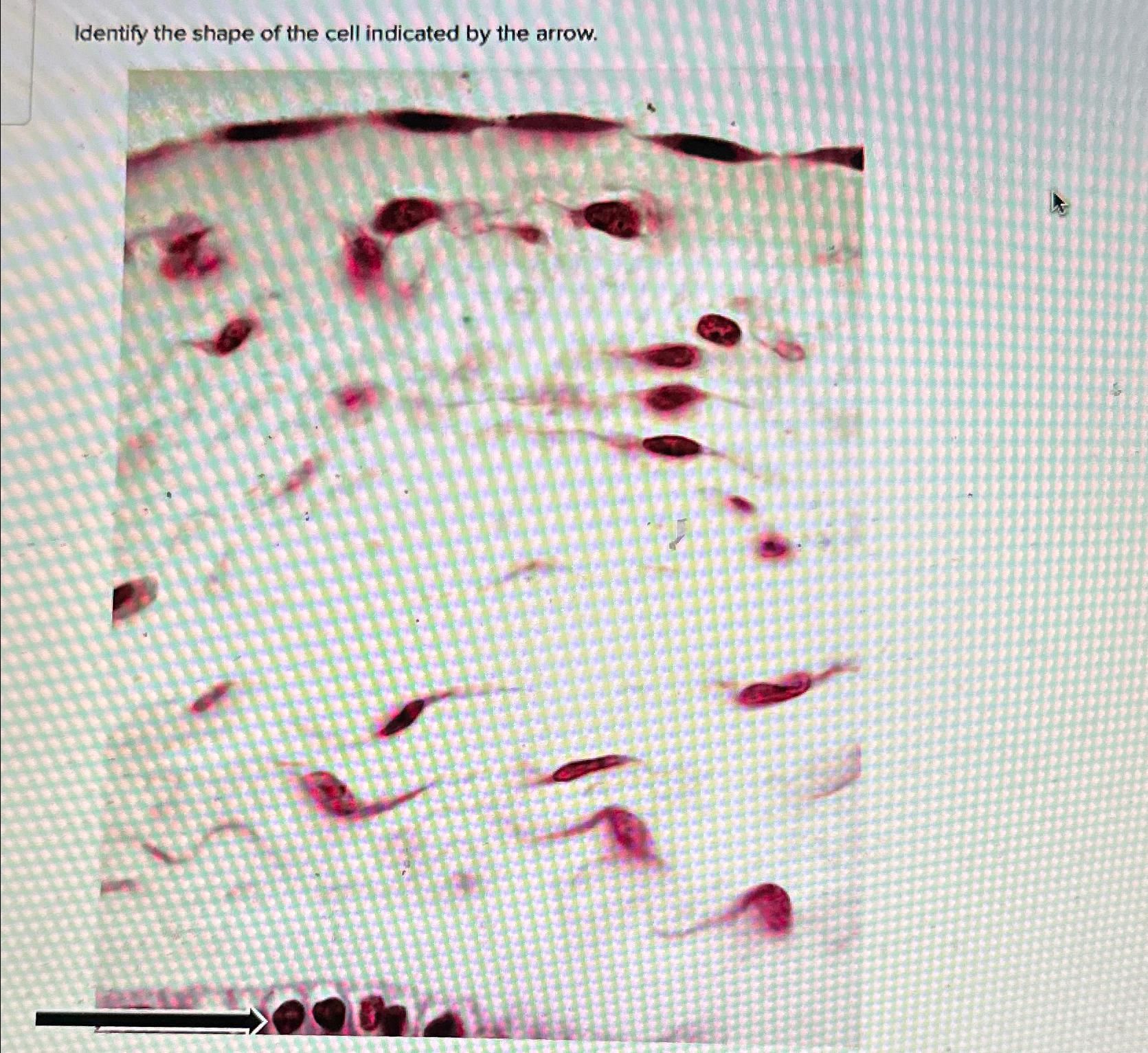 Solved Identify the shape of the cell indicated by the | Chegg.com