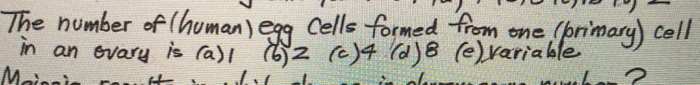 Solved The number of human) ega Cells formed from one | Chegg.com