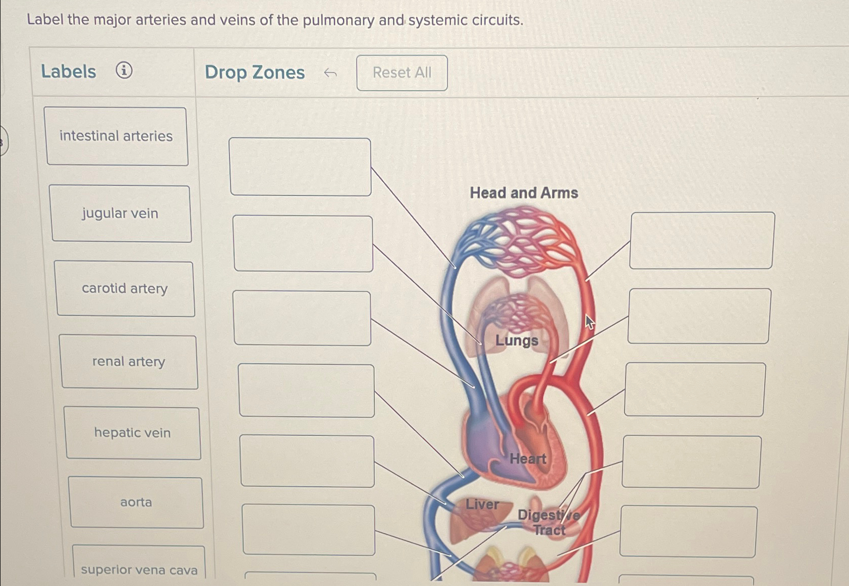 Solved Label the major arteries and veins of the pulmonary | Chegg.com