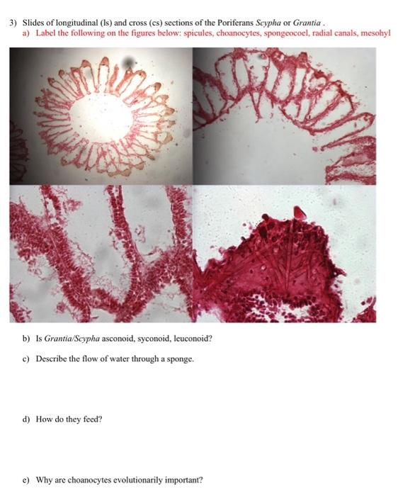 Solved 1) Observe the slide labeled Starfish Embryonic | Chegg.com