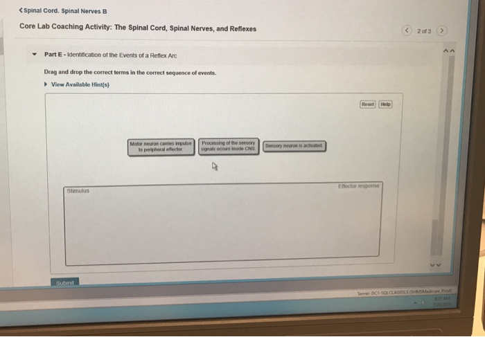 Solved Core Lab Coaching Activity: The Spinal Cord, Spinal | Chegg.com