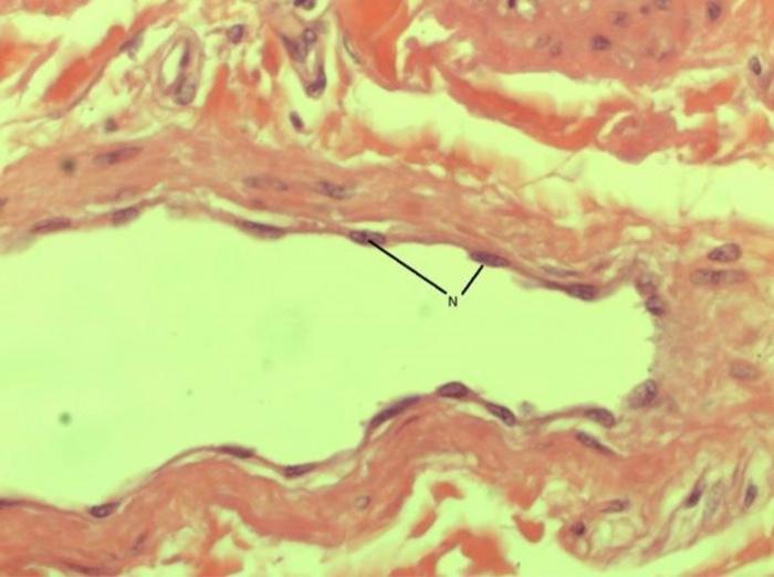 Solved What tissue is this??? (histology) | Chegg.com