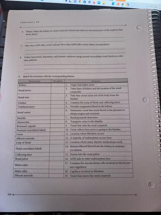 Solved The Urinary System 10 Pre-Lahoratory Assignment To be | Chegg.com