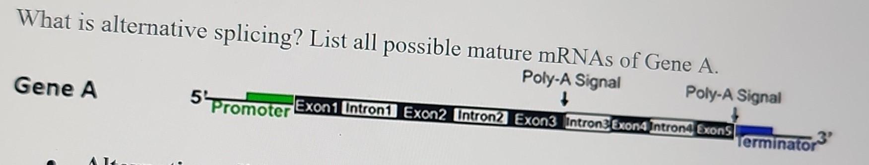 Solved What is alternative splicing? List all possible | Chegg.com