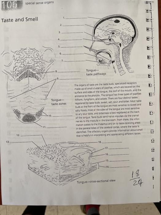 Solved special sense organs Taste and Smell LI 3. Tongue | Chegg.com