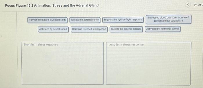 Solved Focus Figure 16.2 Animation: Stress and the Adrenal | Chegg.com
